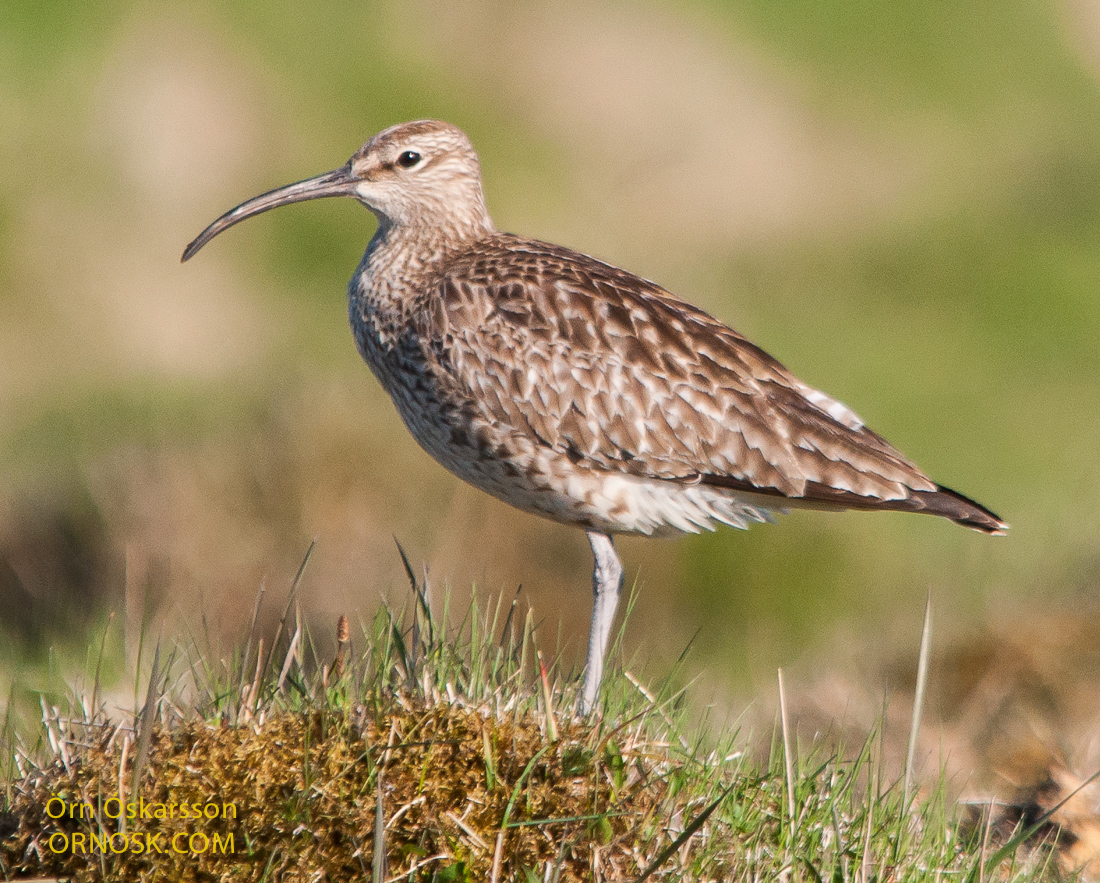 The Whimbrel comes for the summer | ORNOSK – birds, landscape, weather