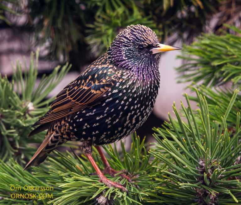 Sturnus vulgaris | ORNOSK – birds, landscape, weather