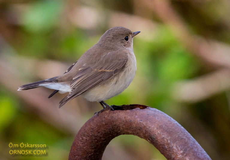 October | 2016 | ORNOSK – birds, landscape, weather