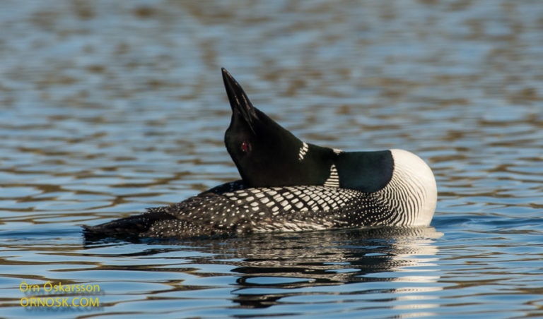 Himbrimi | ORNOSK – birds, landscape, weather