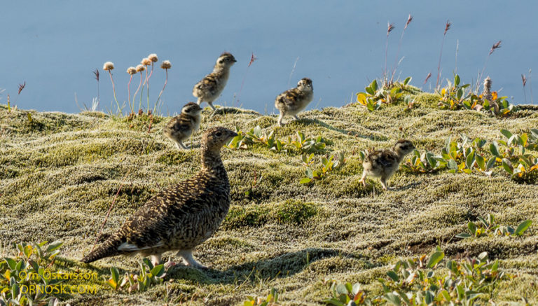 Rjúpa | ORNOSK – birds, landscape, weather