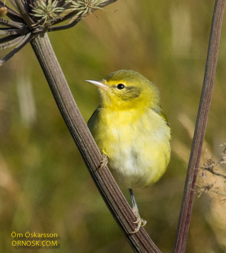 Tennessee Warbler | ORNOSK – birds, landscape, weather