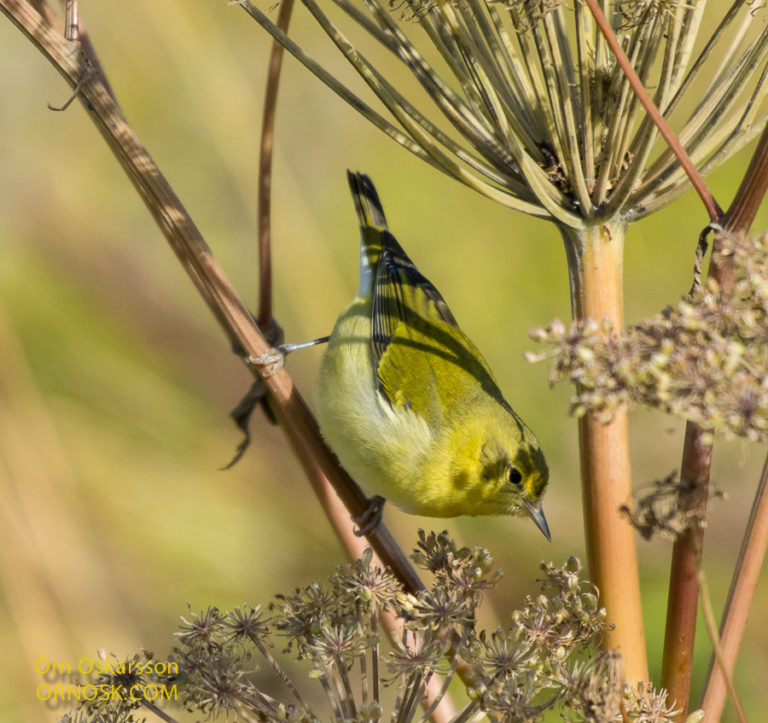 Tennessee Warbler | ORNOSK – birds, landscape, weather