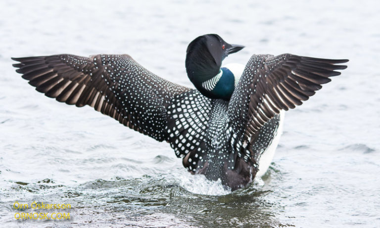 Himbrimi | ORNOSK – birds, landscape, weather