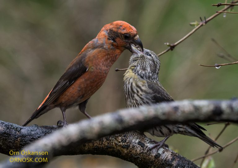 ORNOSK – birds, landscape, weather | Enjoy nature with us