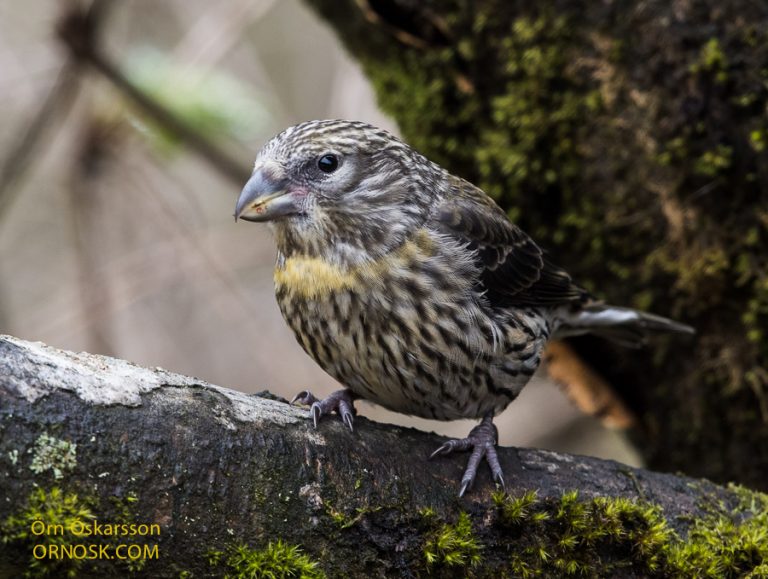 ORNOSK – birds, landscape, weather | Enjoy nature with us